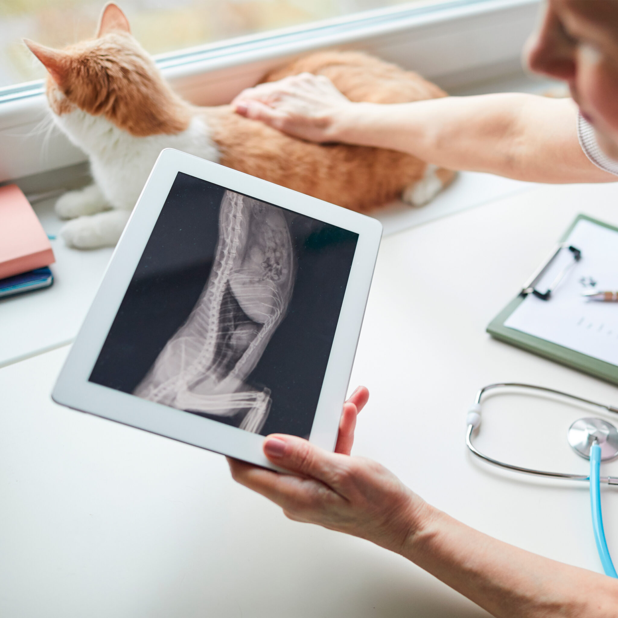 Animal Scan - AnimalScan